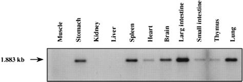 Expression Of Cdo In Adult Rat Tissues Pcr Based “exon Connection” Download Scientific Diagram