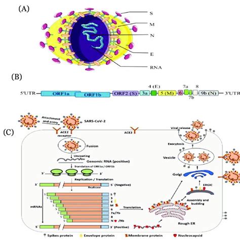 Structural Presentation Of Sars Cov 2 A And B And Schematic Diagram Download Scientific