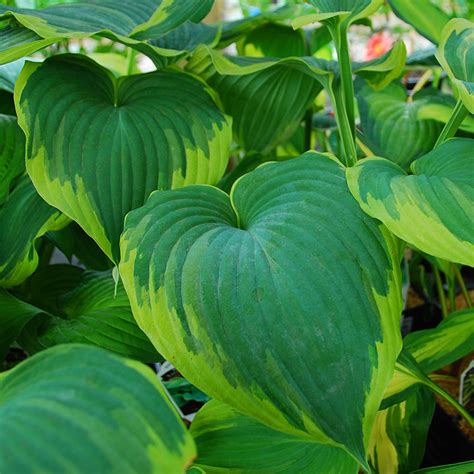 Hosta Earth Angel at Arts Nursery