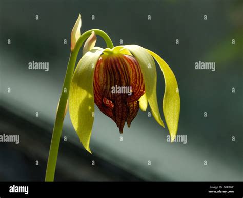 California Pitcher Plant Or Cobra Lily Darlingtonia Californica Stock
