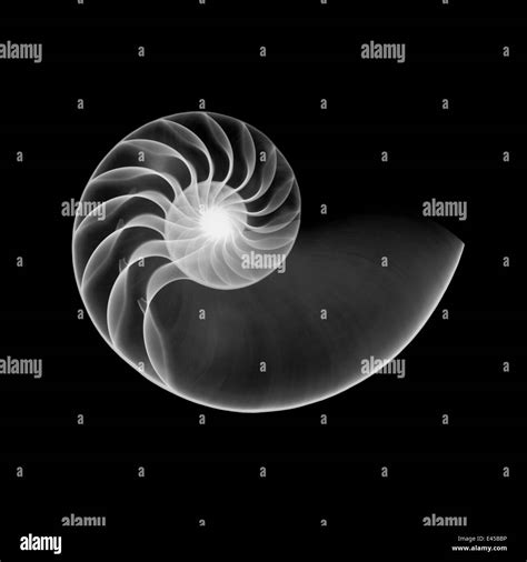X Ray Of The Shell Of The Pearly Chambered Nautilus Nautilus