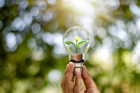에너지 절약 램프에서 자라는 작은 나무와 재생 에너지로 의한 변화 등 에너지 절약 램프를 들고 있는 한 젊은 여성의 손 개념에 대한 스톡 사진 및 기타 이미지 Istock