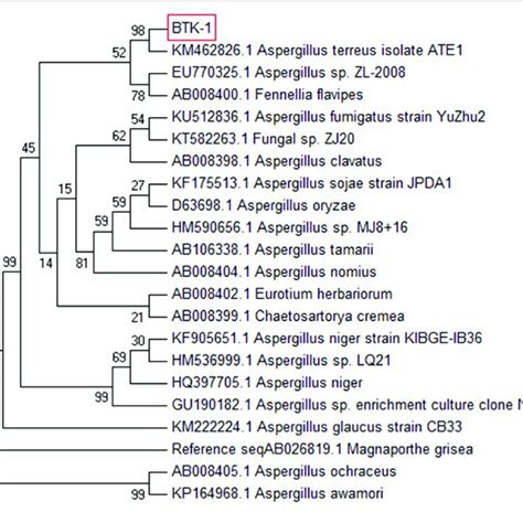 multiple sequence alignment file of 18s ribosomal dna region