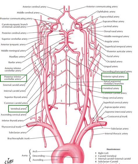 Vertebral Artery Course Google Search Brain Anatomy M Vrogue Co