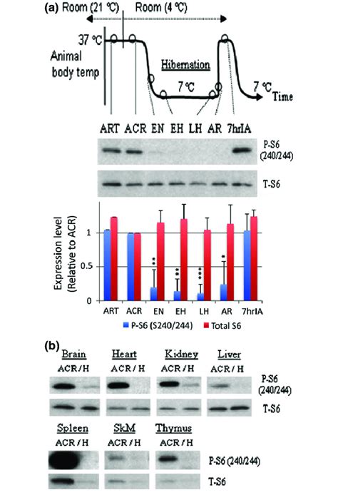 Hibernation Bout And Ribosomal Protein S6 Rps6 Phosphorylation A