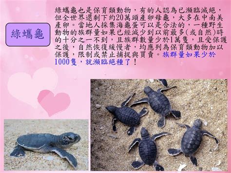 6年10班第4組校本研究報告 已絕種的動物和瀕臨絕種的動物 指導老師 余佳璋 老師組員 吳沛玲 22 林佳婕 26 陳綿宣 27
