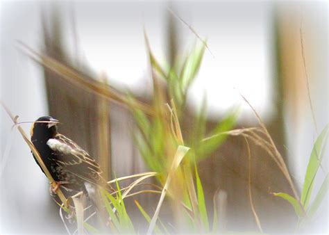 Bobolink Migration Bird Photograph By Travis Truelove Fine Art America