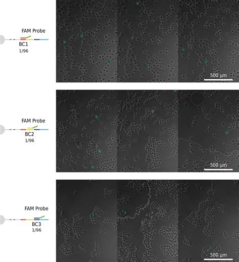 Figures And Data In Hydrop Enables Droplet Based Single Cell Atac Seq And Single Cell Rna Seq