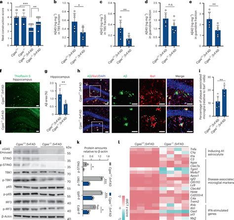 Cgas Deficiency Alleviates Cognitive Decline Aβ Pathology And
