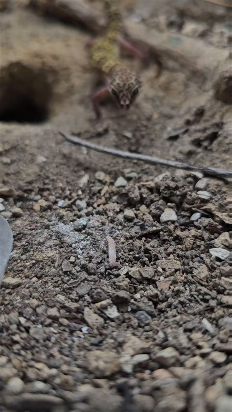 Squeak Enjoying A Peanut Worm Rreptiles
