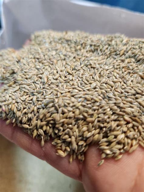 Roundstone Native Seed Added A Roundstone Native Seed