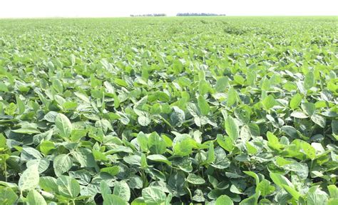 Benefits Of Enlist E3™ Soybeans Northstar Genetics Canada