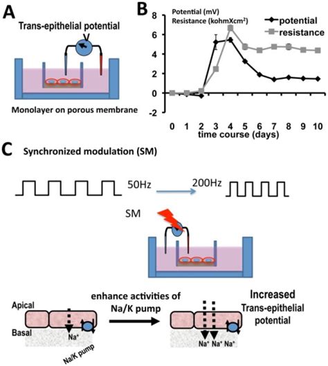 Schematic Diagram Of Synchronization Modulation Sm On Open I