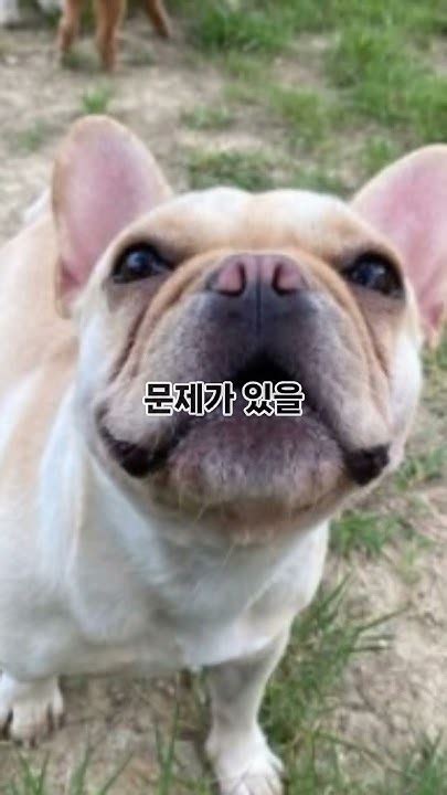 인기강아지순위ㅡ골든리트리버 푸들 요크셔테리어 치와와 시추 비글 등 Youtube