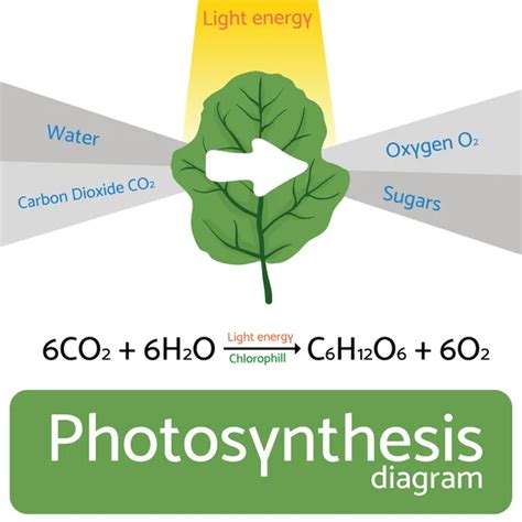 Photosynthesis Diagram Vector Art Stock Images Depositphotos