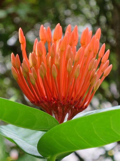 Ixora Siamensis Secret Stone Garden 愛・美麗