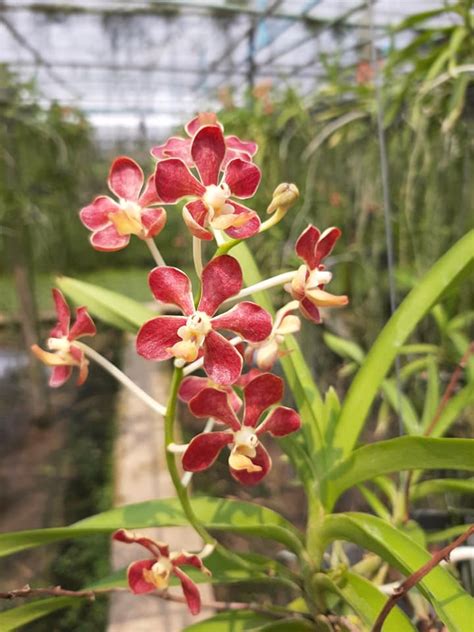 Psk Orchids จำหน่ายสามปอยดง ต้นที่ 1 สีเข้ม ดอกหอมหวาน