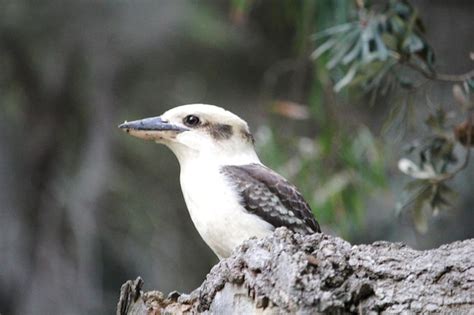 Premium Photo Kookaburra Sits In The Old Gum Tree