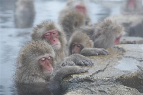 Go Nagano가보자 나가노에 일본 나가노현 공식관광가이드