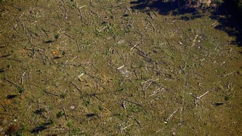 Amazônia e Cerrado batem recorde de alertas de desmatamento Na Hora
