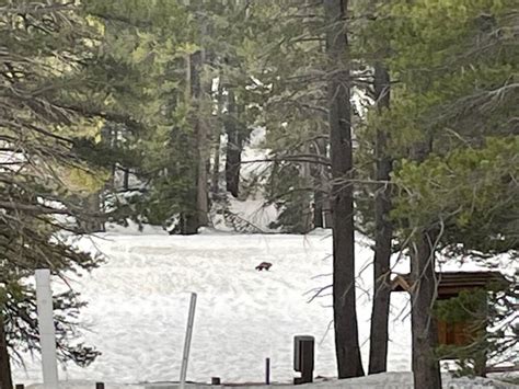 Wolverine Spotted In California For Only Second Time In Last 100 Years