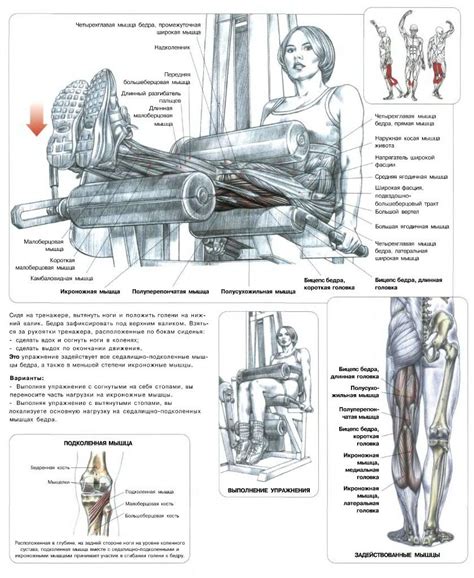 Exercices De Musculation Pour Hommes Exercice Musculation Musculation