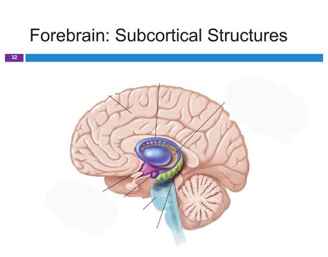 Forebrain Subcortical Structures Quiz Forebrain Subcortical Structures Quiz