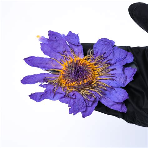 Egyptian Blue Lotus Flower Ascension Nerves Erectile Dysfunction