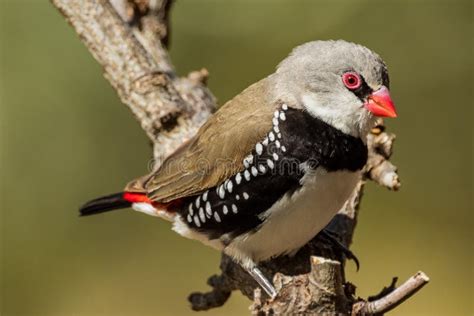 Diamond Firetail In Victoria Australia Stock Image Image Of Natural Beautiful 268570249