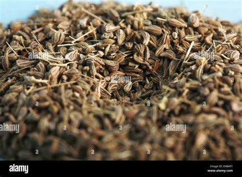 Anise Fruit Contains Anethole Aromatic Compound That Accounts