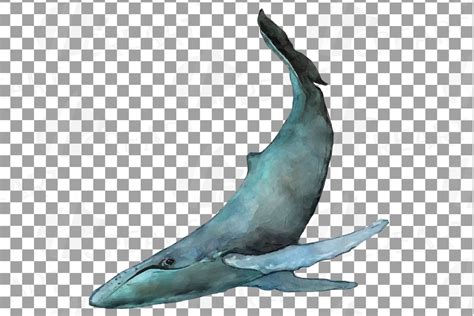 Watercolor Humpback Whale Clip Art Pack Colorful Whales
