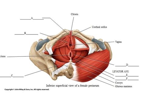 Female Perineum Diagram Quizlet