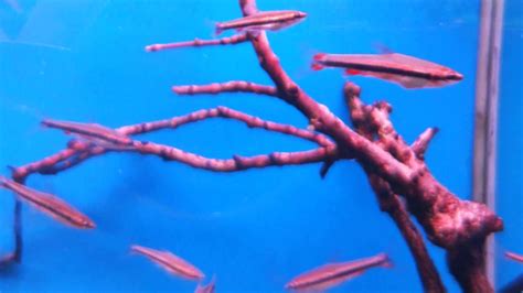 一線鉛筆 鉛筆燈魚 圖鑑 Nannostomus beckfordi YouTube