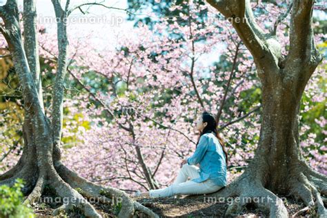 のんびりと桜を眺める女性の写真素材 199300612 イメージマート