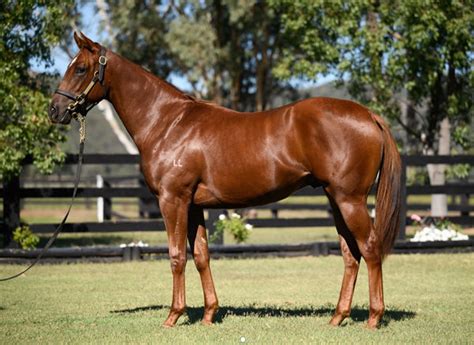 Kingstar Farms Capitalist Colt Tops Inglis Htba Breednet