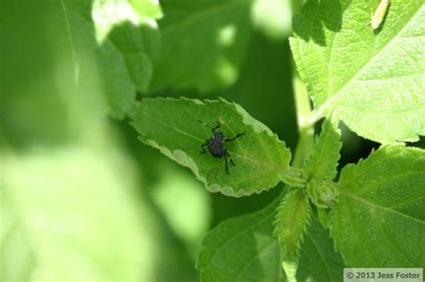 Sluggin Along Brown Marmorated Stink Bug Nymphs