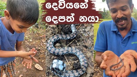 දෙපත් නයා ශ්‍රී ලංකාවේ සර්පයෝ Youtube