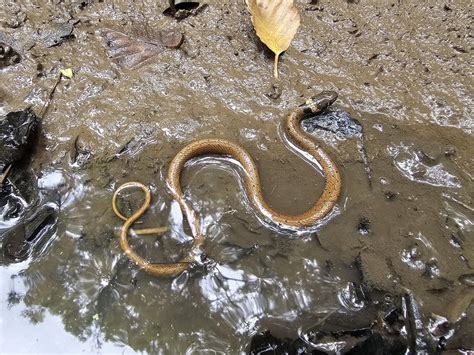 Iberian Grass Snake Natrix Astreptophora In Cantabria Spain Rsnakes