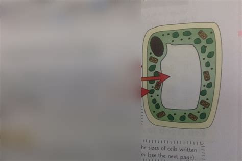 Diagram Of Cells Quizlet