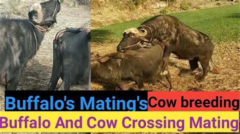 Traditional Buffalo Cow Matingbuffalo Mating Amazing Animal Mating