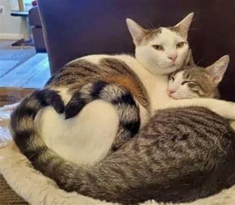 These Cats Tails Forming A Heart Roddlysatisfying