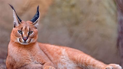 Породы кошек с кисточками на ушах 30 фото названия больших пород