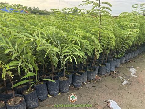 Phân Biệt Cây Me Chua Giống Và Cây Me Thái Ngọt CÂy CÔng TrÌnh