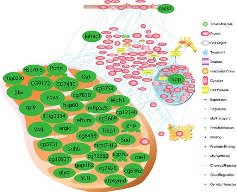 biological interaction networks generated for developing honeybee queen