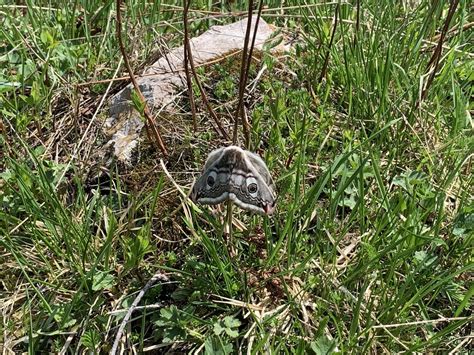 Small Emperor Moth In May 2023 By Vrebizant INaturalist