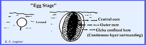 Basiciomycota And Homobasidiomycetes
