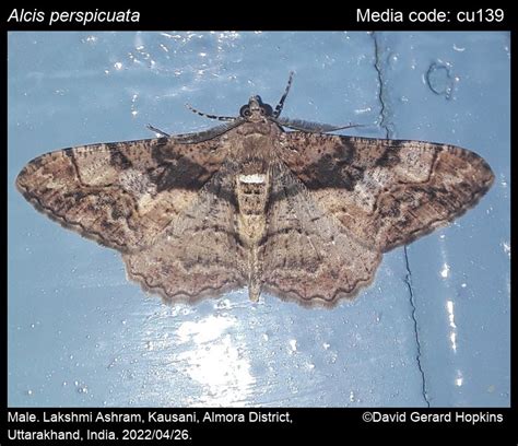 Alcis Moths