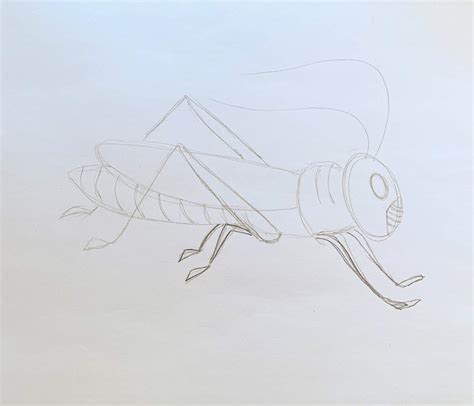 How To Draw A Easy Grasshopper