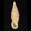 Clausiliidae
