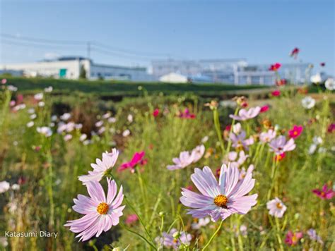 【花だより】2022年10月1日現在 コスモスの開花状況 イシックス馬入のお花畑（馬入ふれあい公園隣り） アクセスと駐車場 神奈川県平塚市